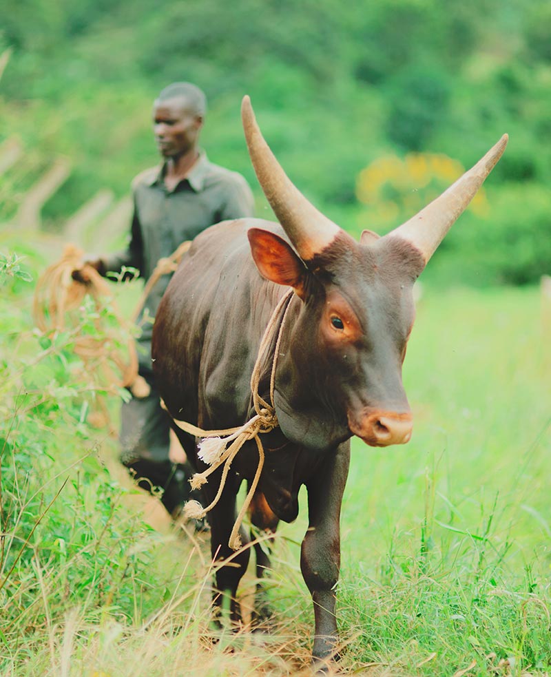 Donate a cow to people in need | World Help