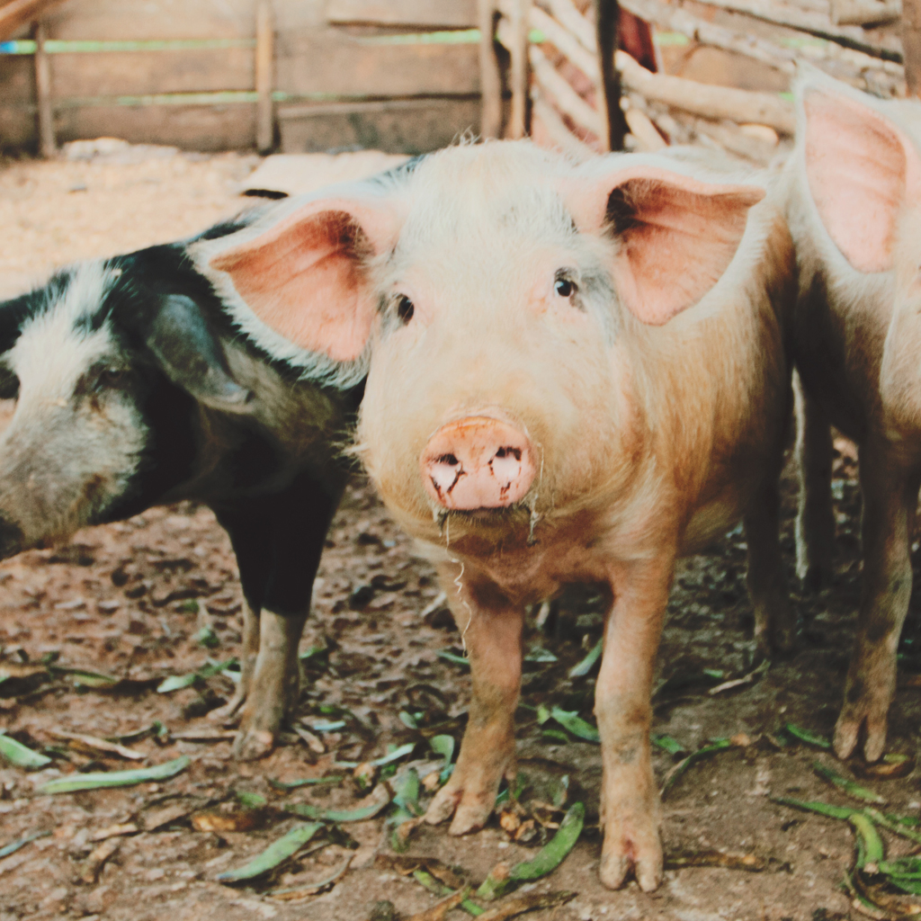Donate a pig to people in need | World Help