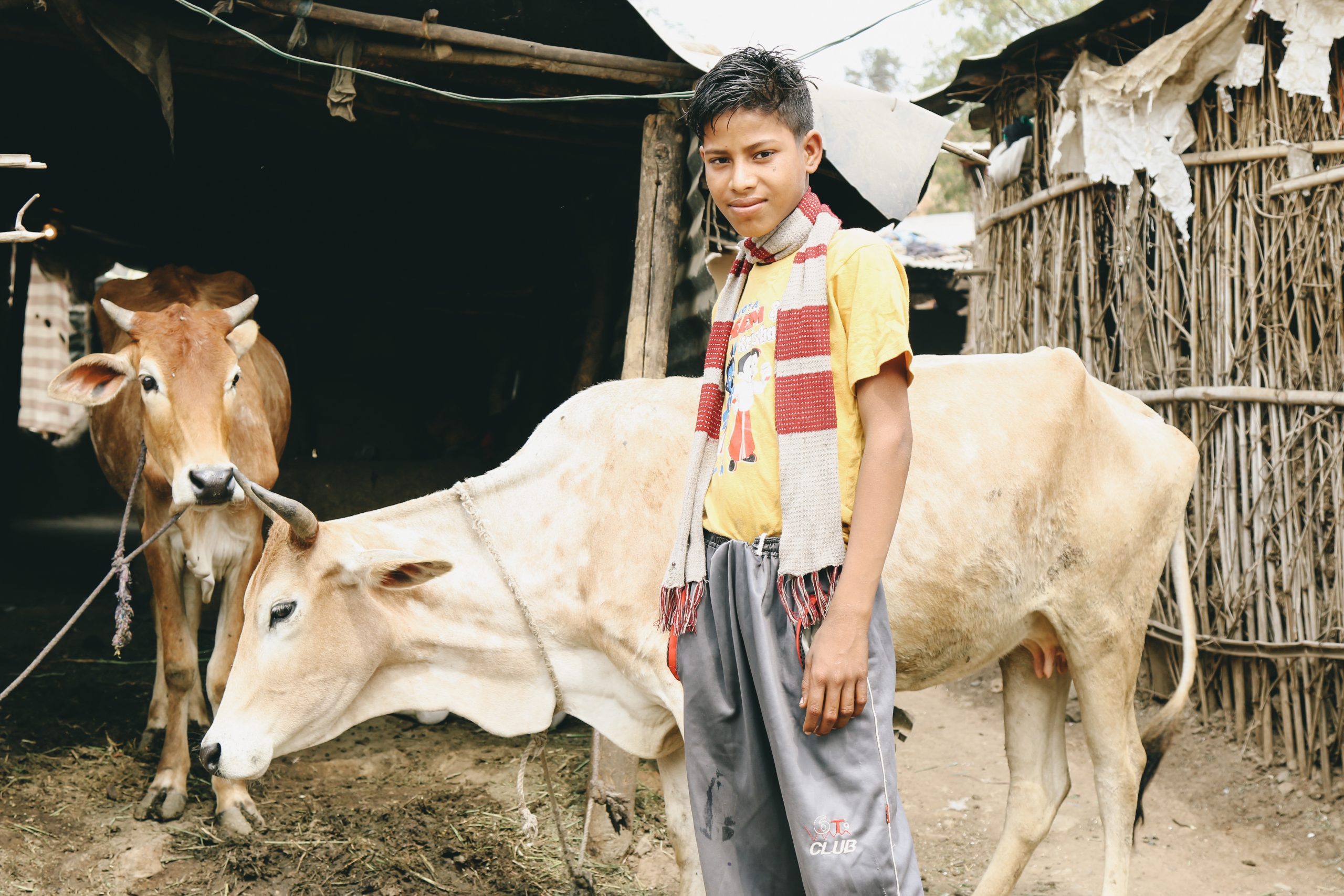 Donate a cow to people in need | World Help