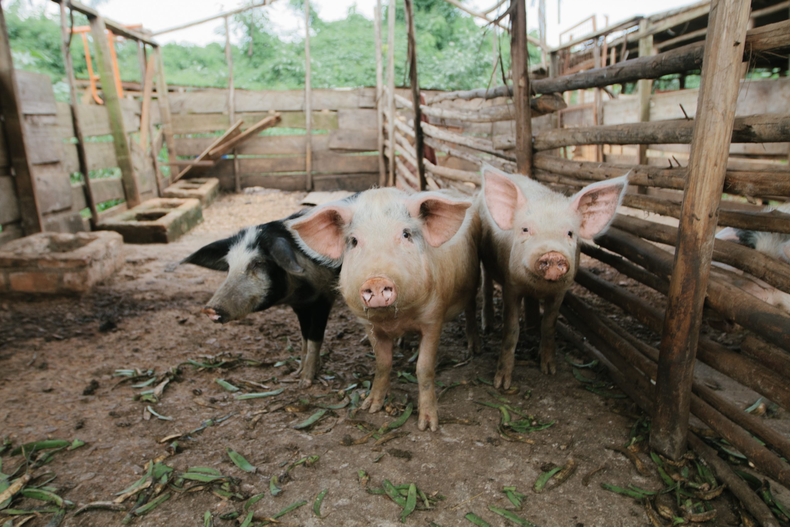 Donate a pig to people in need | World Help